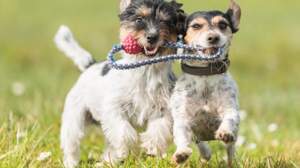 Dog Socialization: What to Do When Your Dog Won’t Socialize With Other ...