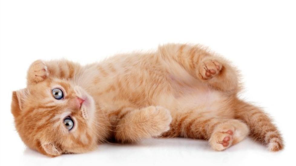 Umbilical Hernia in Cats - Cat Hernia | PetMD