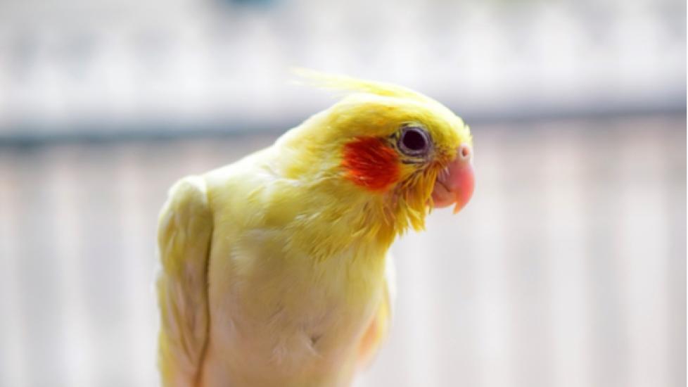 How to Tell if Your Bird is Unhappy or Stressed | How to Keep a Pet ...