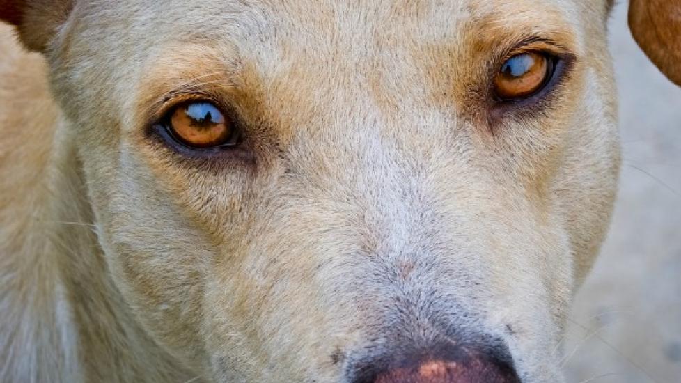 Why Is My Dogs Head Moving Back And Forth