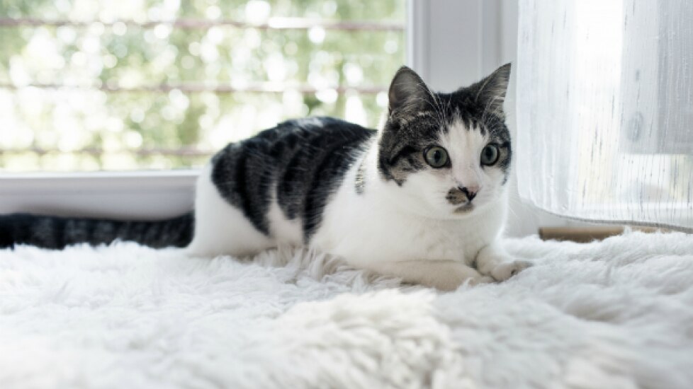 Vaginal Discharge in Cats | PetMD