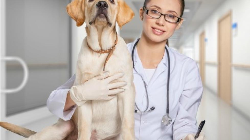 Veterinary Tests for Your Dog | PetMD