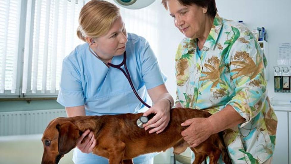 Top Ten Topics Veterinarians Wish Pet Owners Better Understood, Part 1 ...