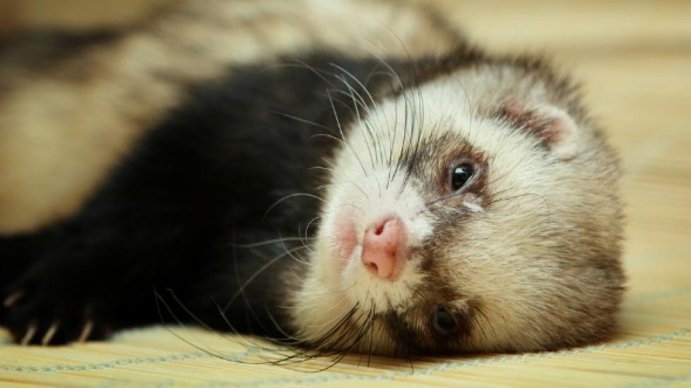 Vomiting in Ferrets | PetMD