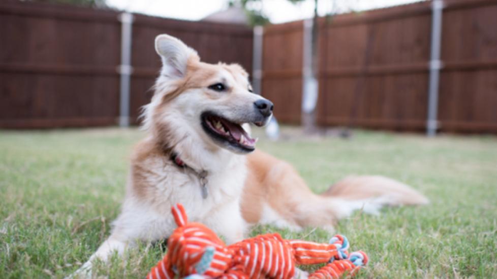 Walking Your Dog vs. Just Letting Your Dog Out in the Backyard | PetMD