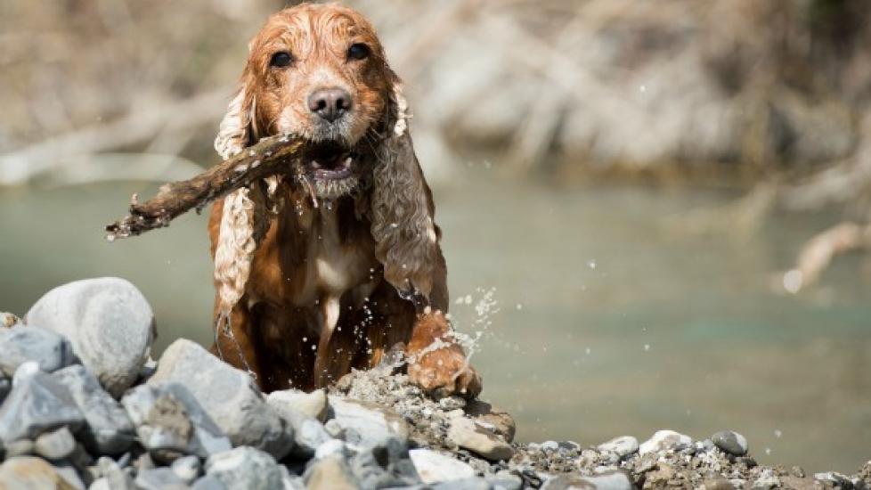 Water Mold Infection (Pythiosis) in Dogs | PetMD