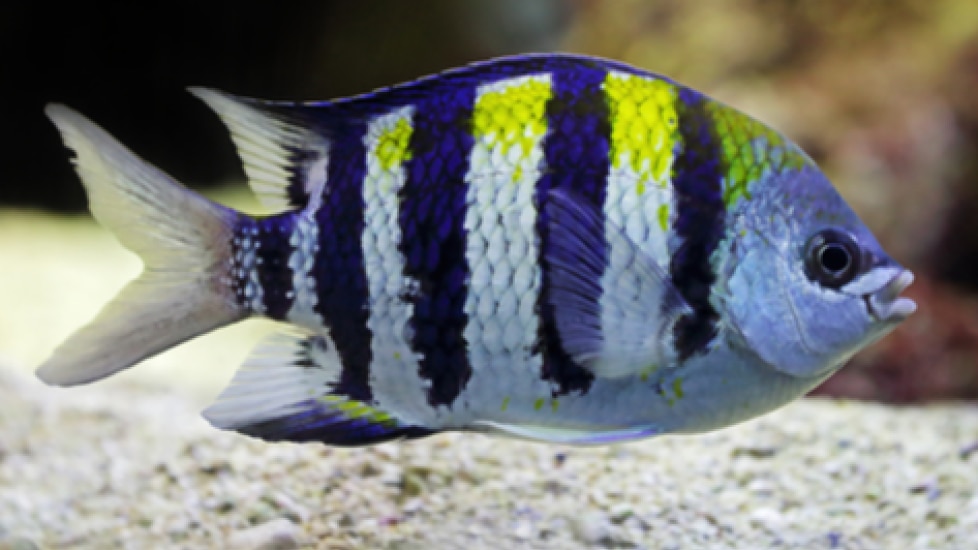 Lateral Line Organ in Fish | PetMD