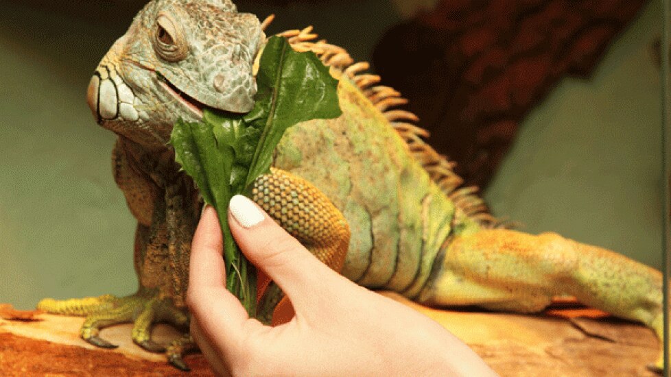 What Do Lizards Eat? | PetMD