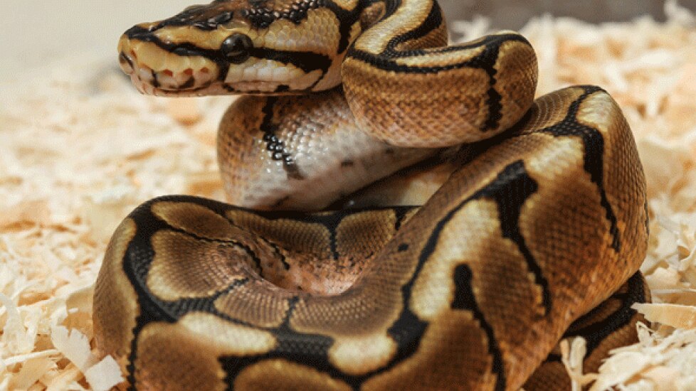 What to Do If Your Pet Snake Bites You | PetMD