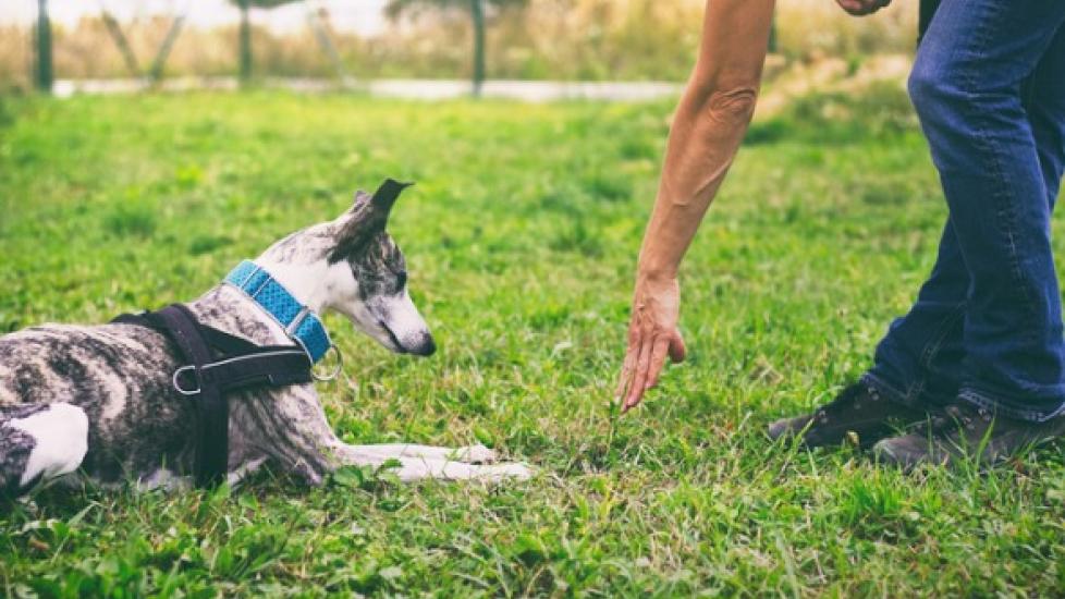 Dog Commands Hand Gestures