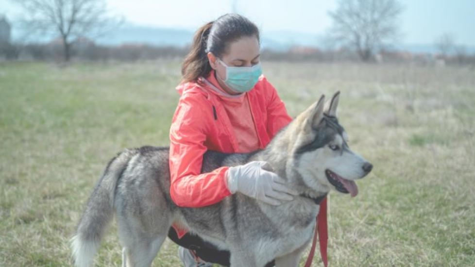 How to Keep Pets Safe From COVID-19 | PetMD