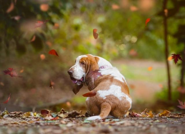 Excess Calcium in the Blood in Dogs | PetMD