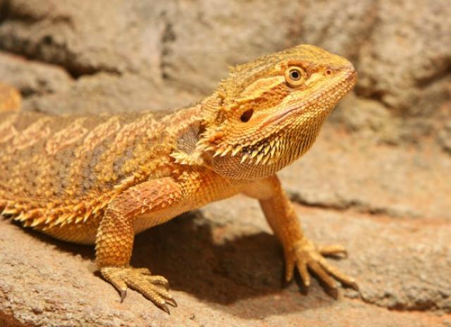 Reptile Parasites | PetMD