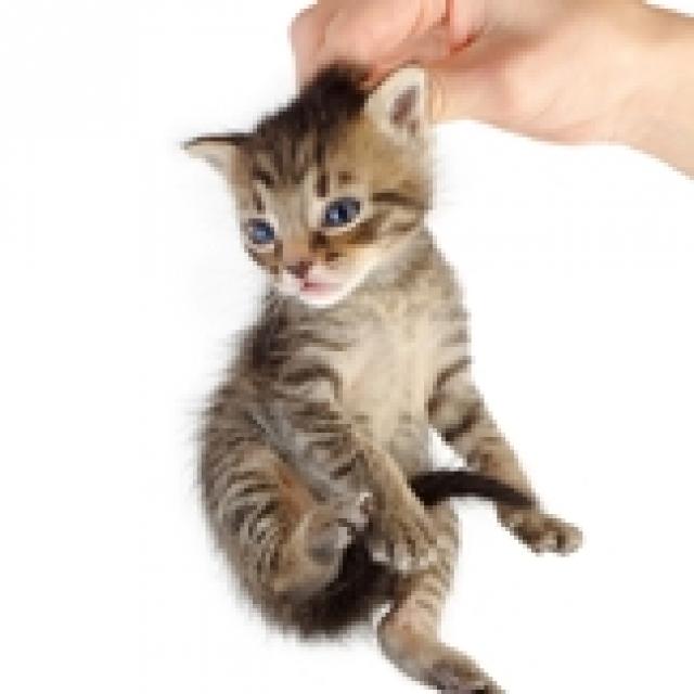 Restraining Cats the Right Way - An Alternative to Scruffing Cats | PetMD