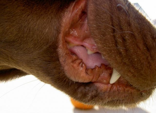 Swollen Gums in Dogs | PetMD