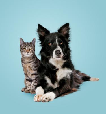 The Best Pet Health & Care Advice from Real Vets | PetMD