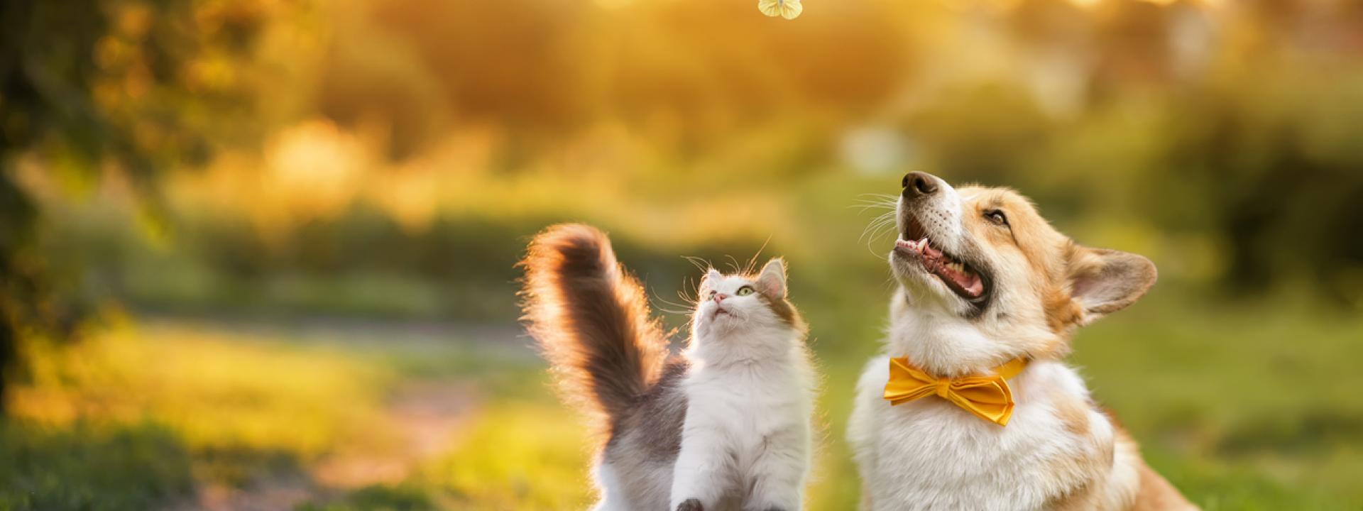 The Best Pet Health & Care Advice from Real Vets | PetMD