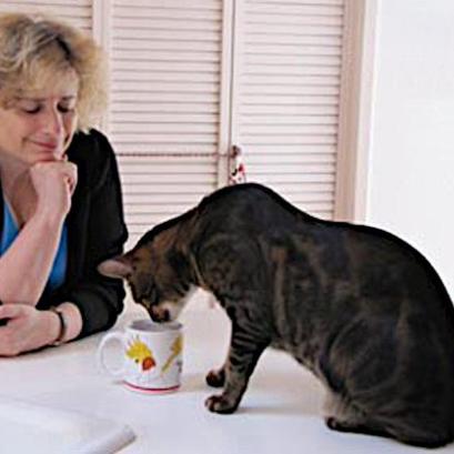 Why Do Cats Knock Things Over? | PetMD