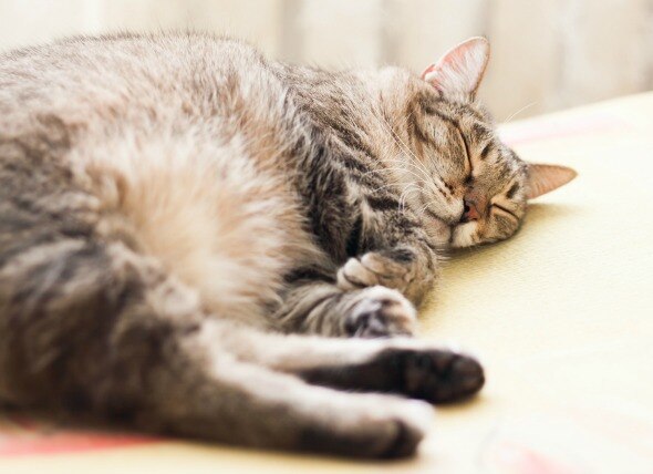 Retained Testicle in Cats | PetMD