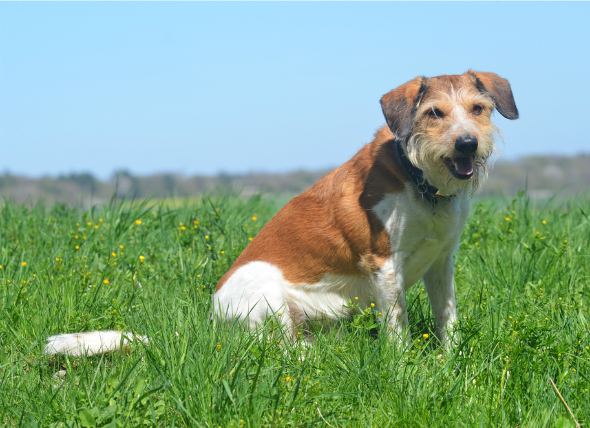 Fluid Retention and Tissue Swelling Due to Collection of Lymph in Dogs ...