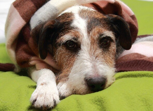 Top 10 Dog Conditions | PetMD