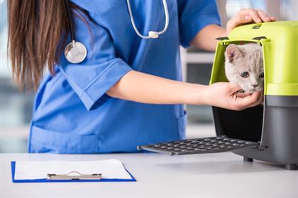 Picking The Right Vet: A Cheat Sheet | PetMD