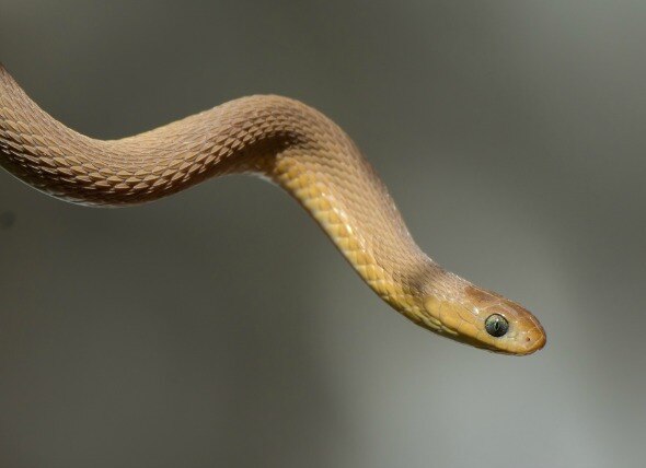What Do Snakes Eat? | PetMD